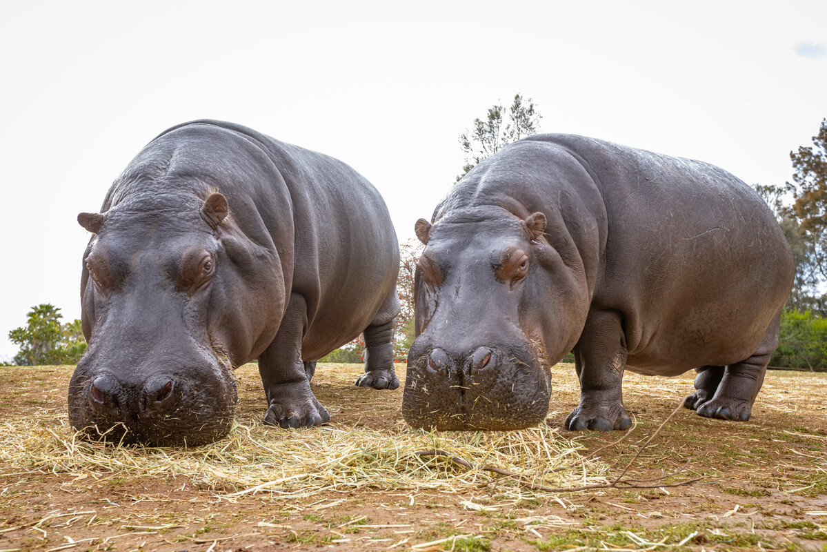 Hippo Experience at Werribee Open Range Zoo | Visit Werribee & Surrounds