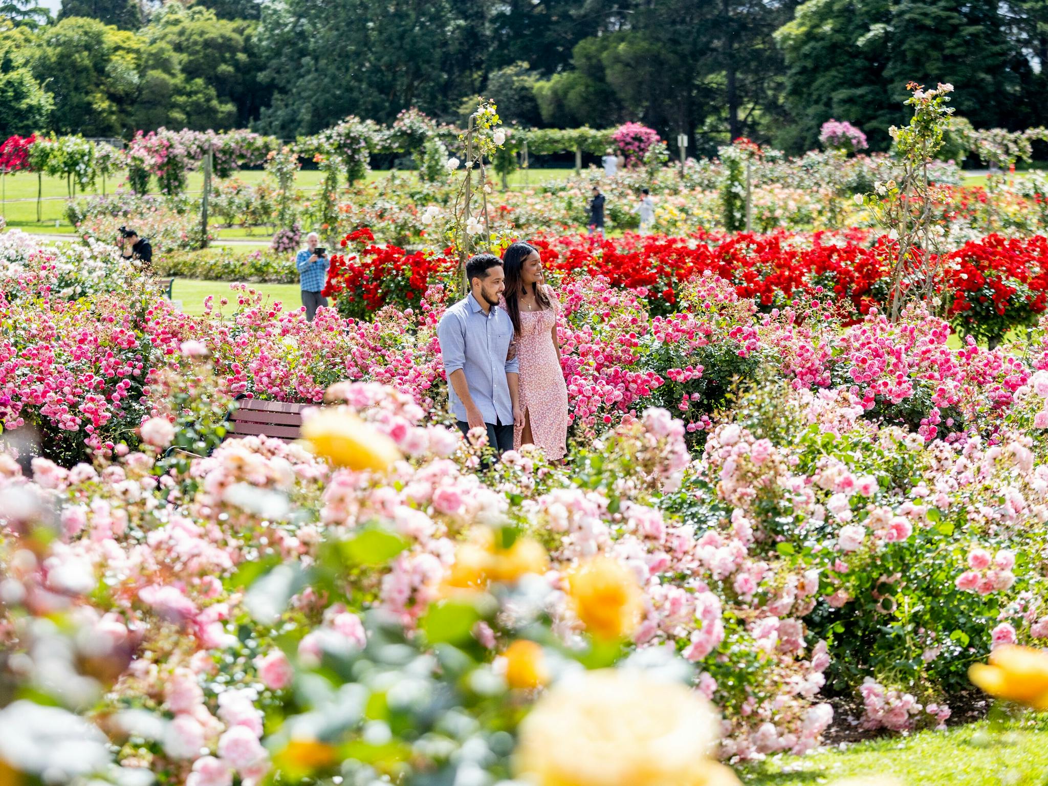 Victoria State Rose Garden at Werribee Park | Visit Werribee & Surrounds